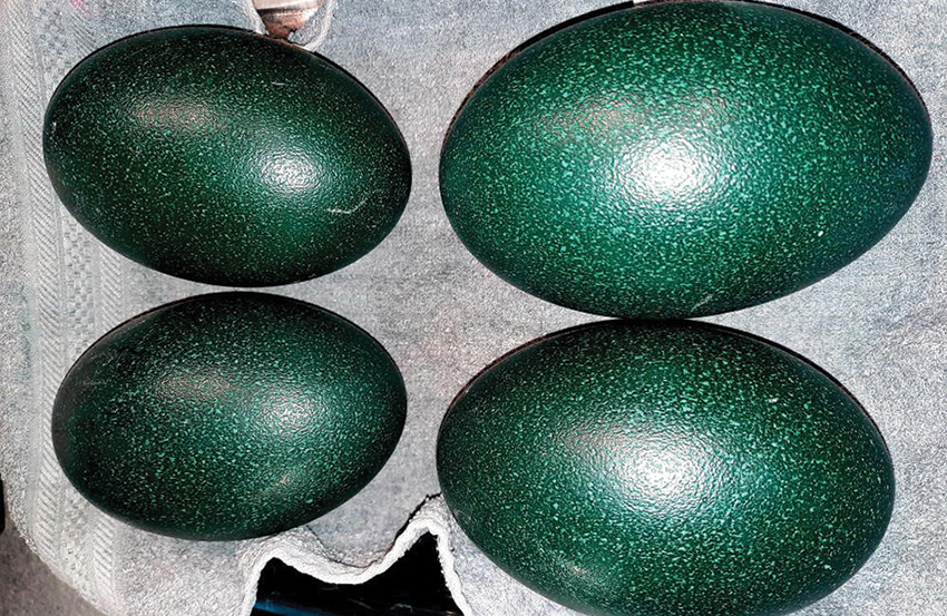 Elīna Māldere-Matvejeva, gaida emu izšķilšanos